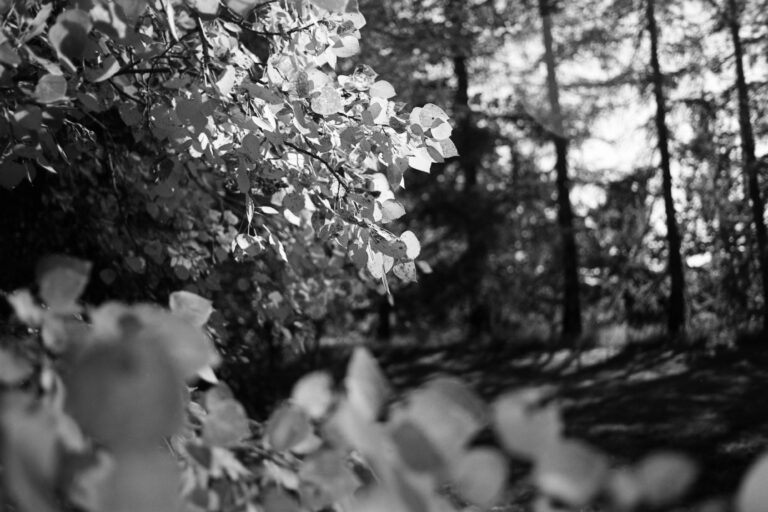 Rollei Retro 80S | The Highest Resolution Film I've Seen